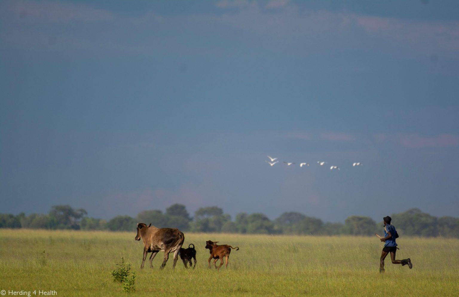 Herding 4 Health - people, livestock and conservation - Africa Geographic
