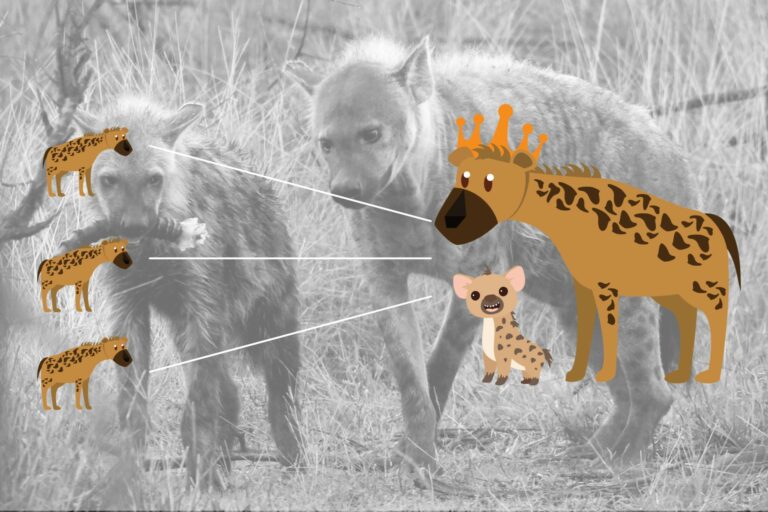High society - spotted hyena inherit social networks - Africa Geographic
