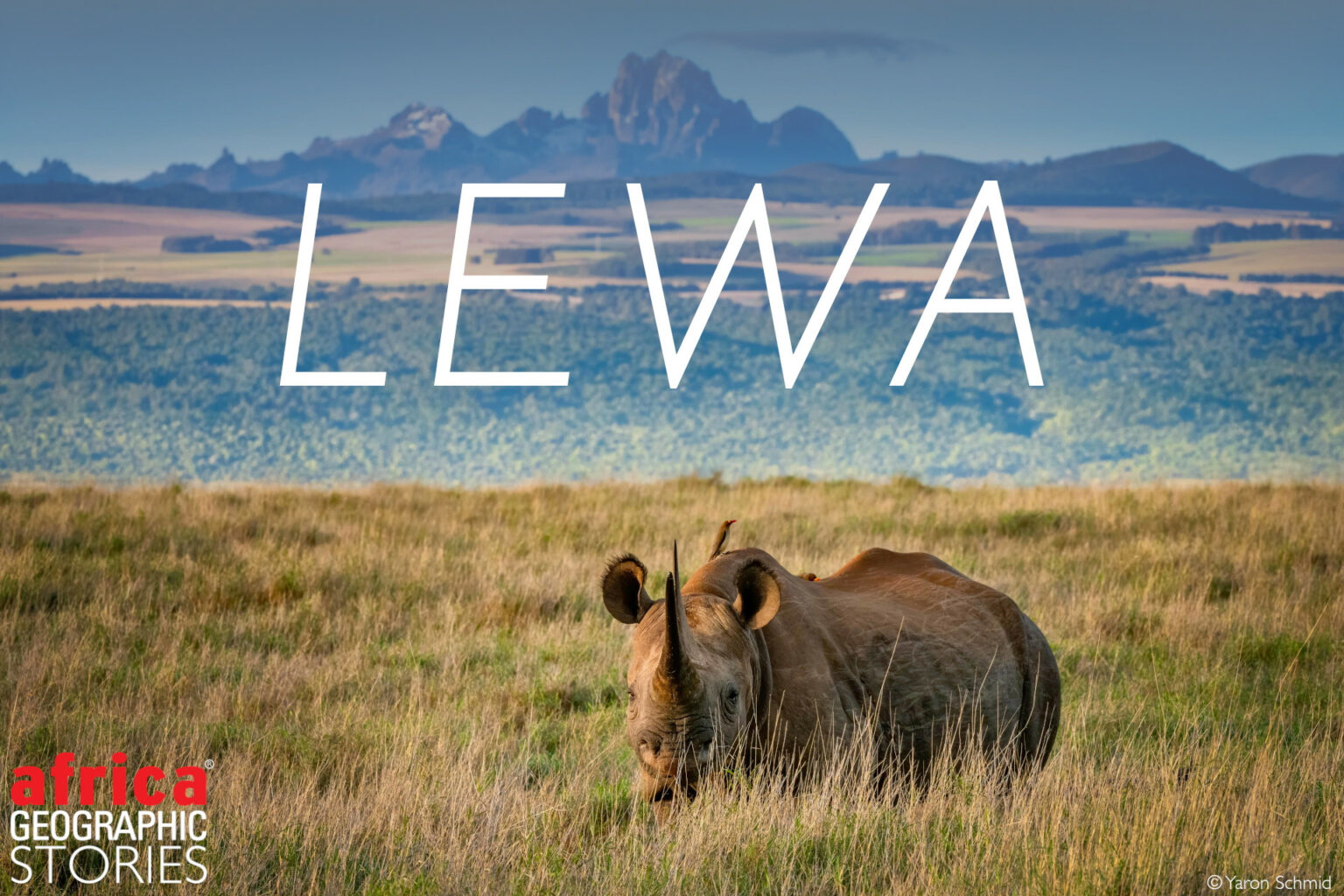 Lewa Wildlife Conservancy - Kenya’s golden child - Africa Geographic