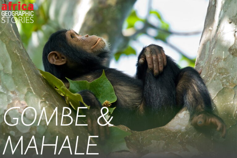 Gombe and Mahale - the chimpanzee forests of Tanzania - Africa Geographic