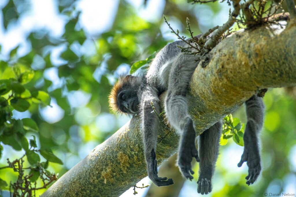 Tana River primates - on a broken wildlife highway - Africa Geographic