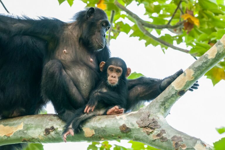 Gombe and Mahale - the chimpanzee forests of Tanzania - Africa Geographic