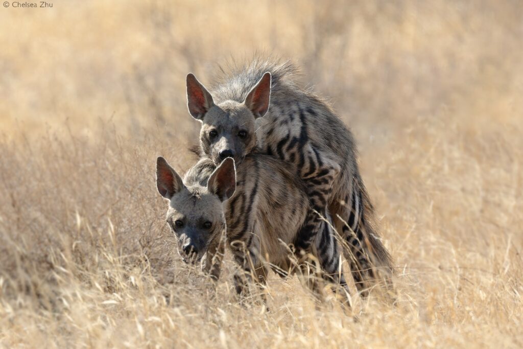 Striped hyena - the forgotten fourth hyena - Africa Geographic