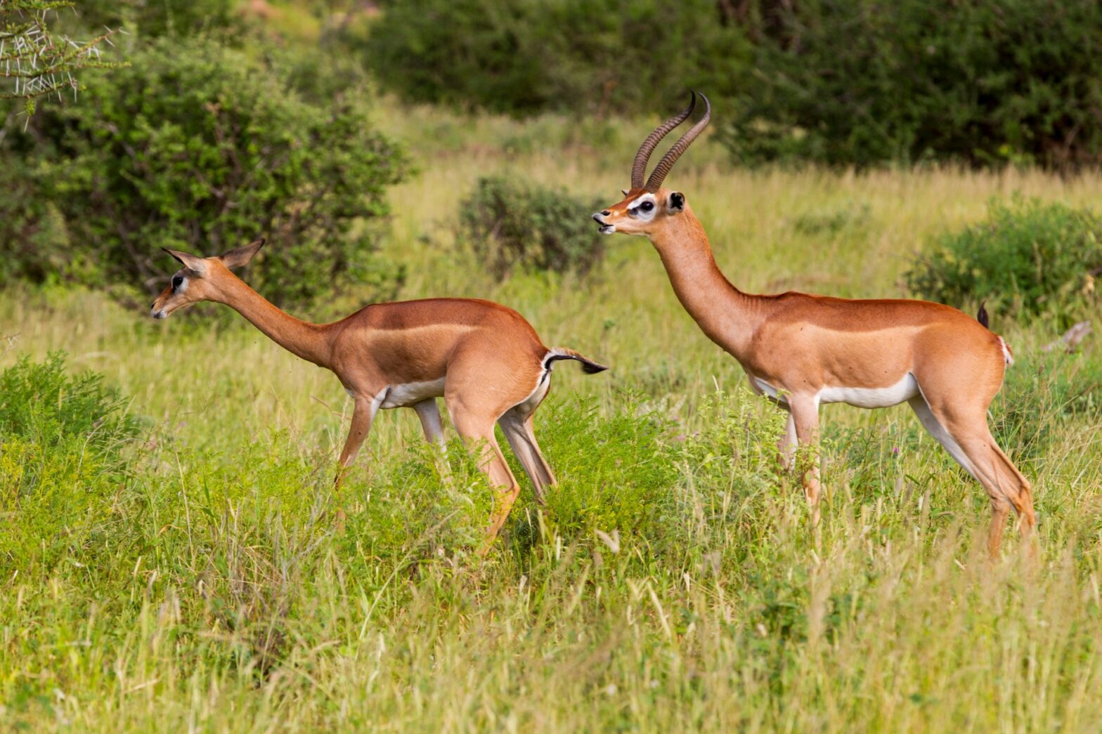 Gerenuk - Africa’s gawky oddball - Africa Geographic