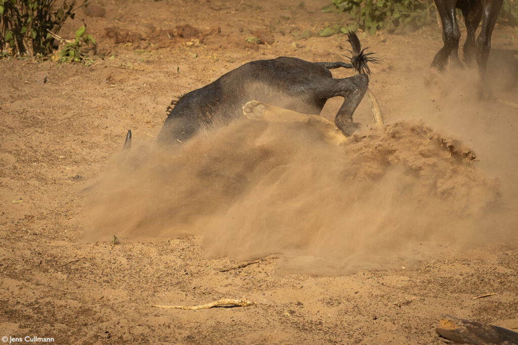 Chitake - predators' playground - Africa Geographic