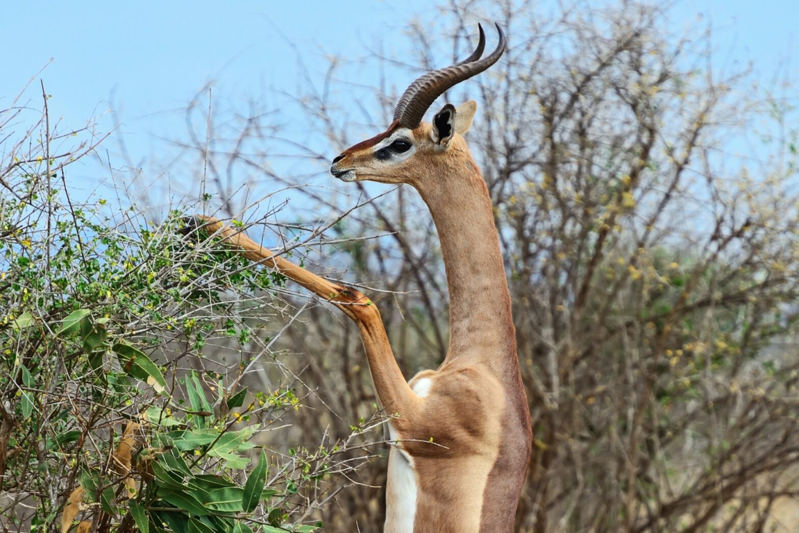 Gerenuk - Africa’s gawky oddball - Africa Geographic