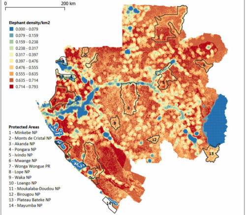 More forest elephants in Gabon than previously thought – new research ...