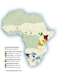 Giraffe conservation status – latest numbers give hope! - Africa Geographic