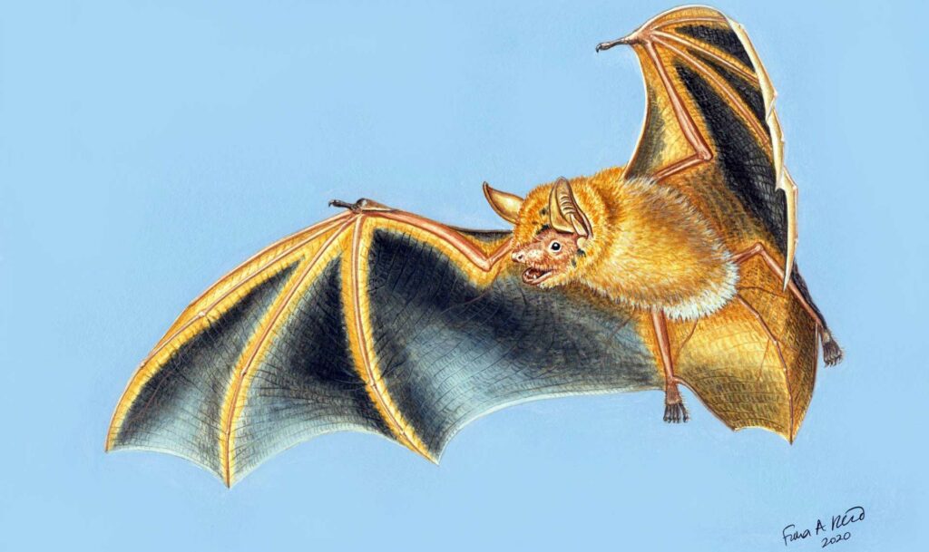 Orange bat discovered in Guinea - Africa Geographic