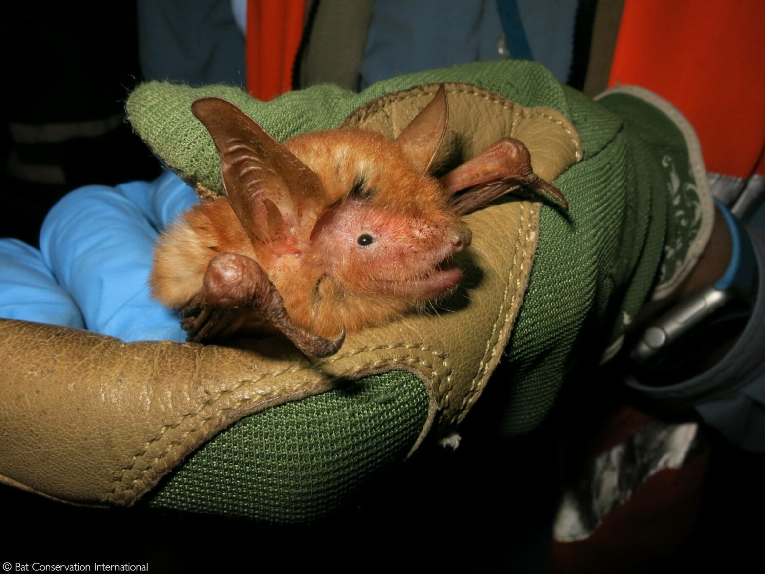 Orange bat discovered in Guinea - Africa Geographic