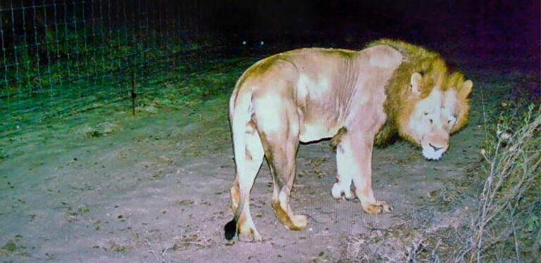 Lion nomad settles in Zinave NP - first in 30 years - Africa Geographic