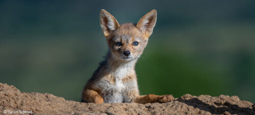 Jackals of Africa - consummate survivors - Africa Geographic