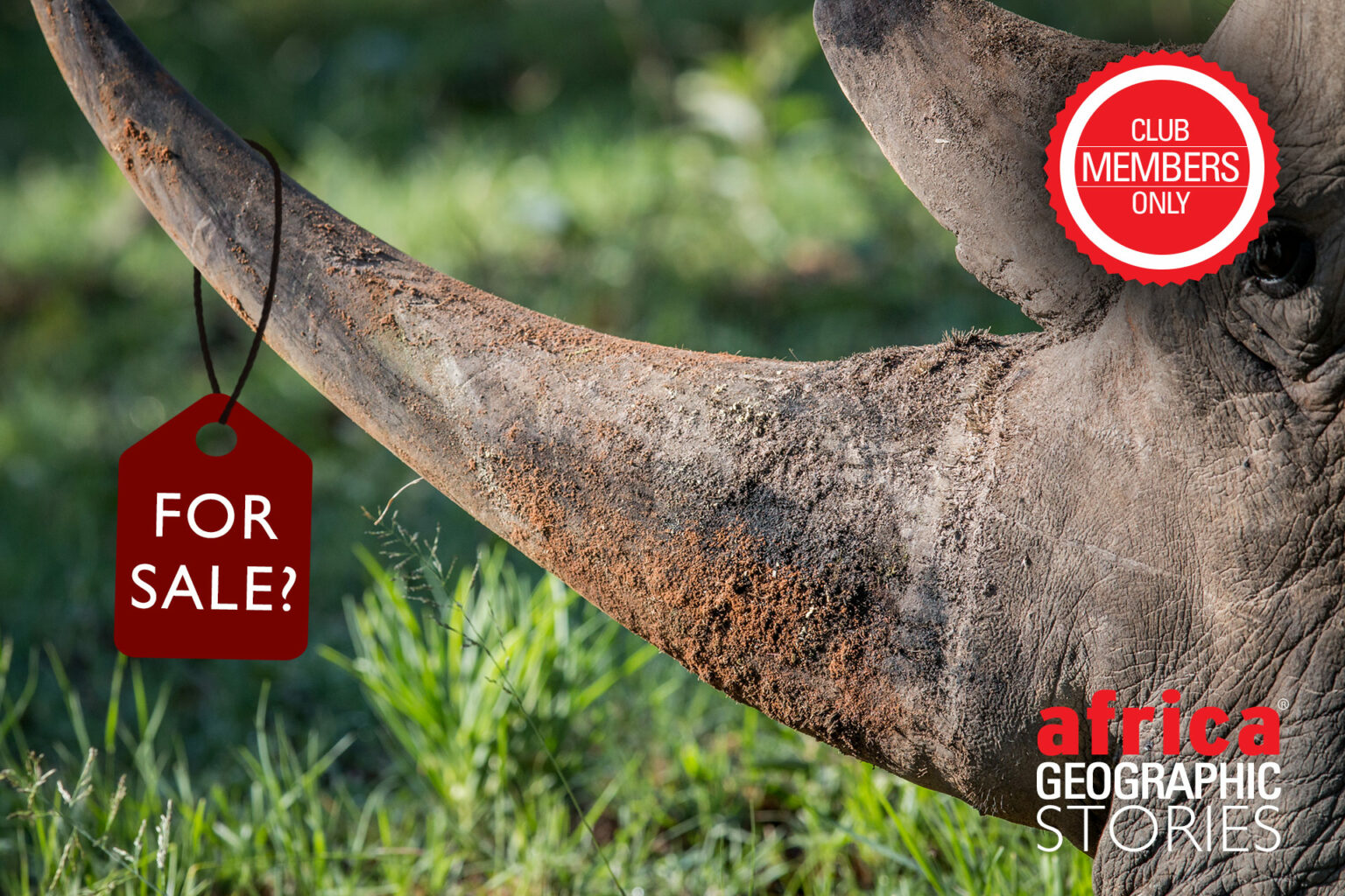 Rhino horn trade - yes or no - Africa Geographic