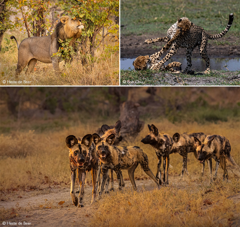 gallery-predators - Africa Geographic
