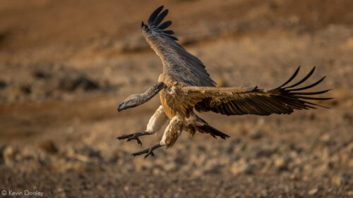 Photographer of the Year 2022 Weekly Selection: Week 1 - Africa Geographic