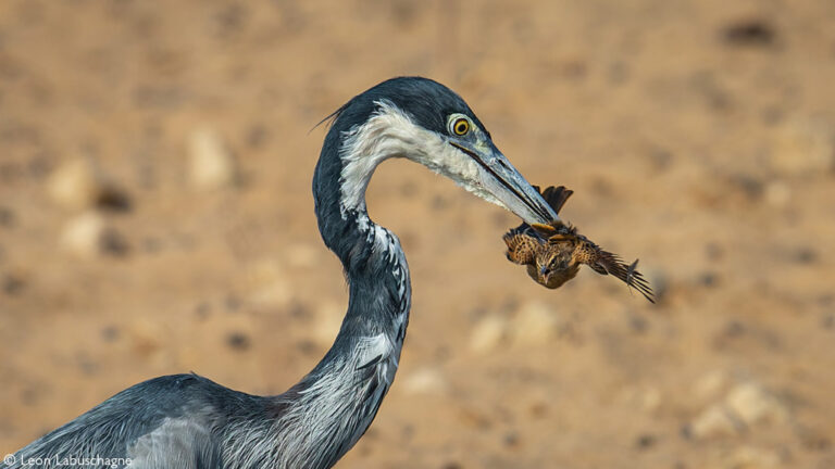 Photographer of the Year 2022 Weekly Selection: Week 3 - Africa Geographic