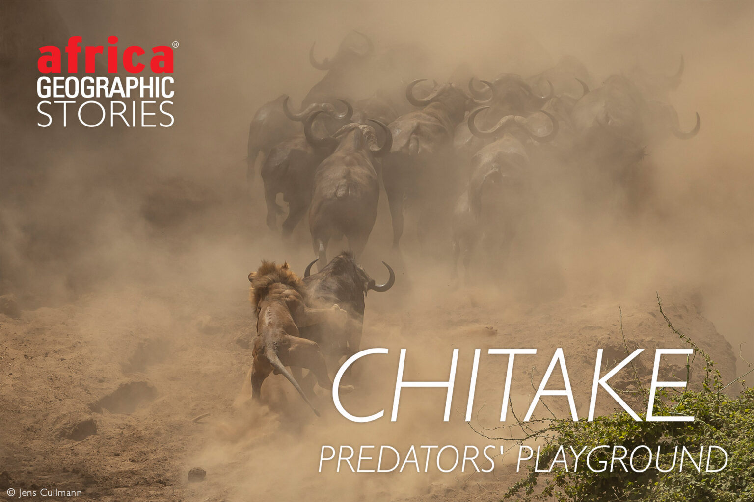 Chitake - predators' playground - Africa Geographic