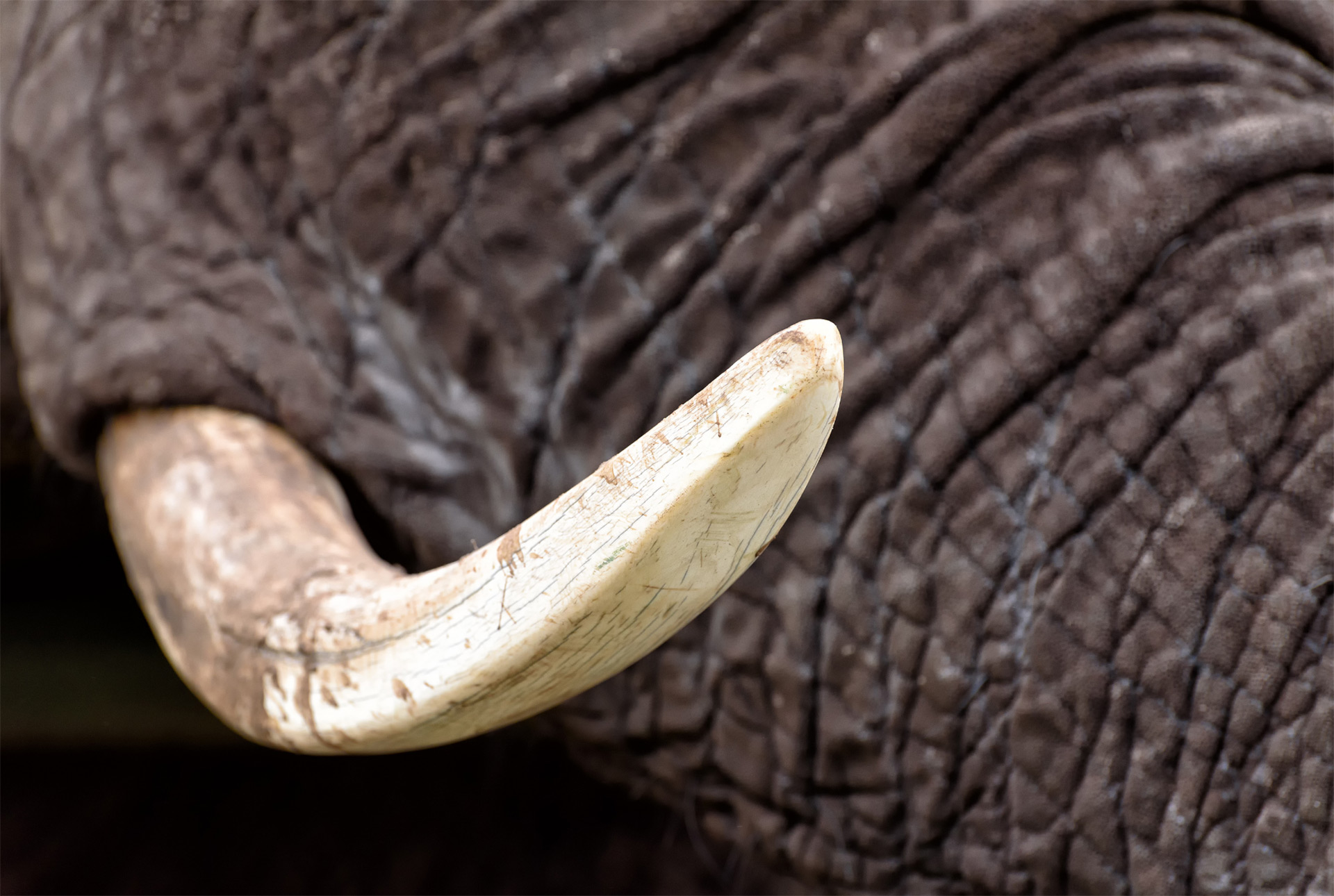 Japan: An illegal ivory trader's haven – new report - Africa Geographic