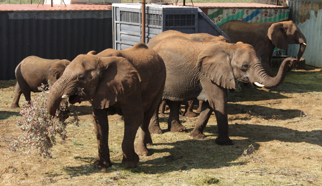 Bull elephants – their importance as individuals in elephant societies ...