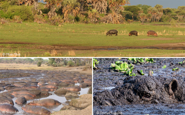 Katavi National Park - Africa Geographic