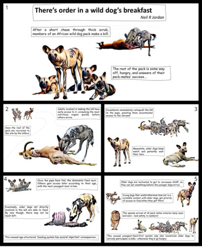 Kids eat first: research on wild dog feeding habits - Africa Geographic