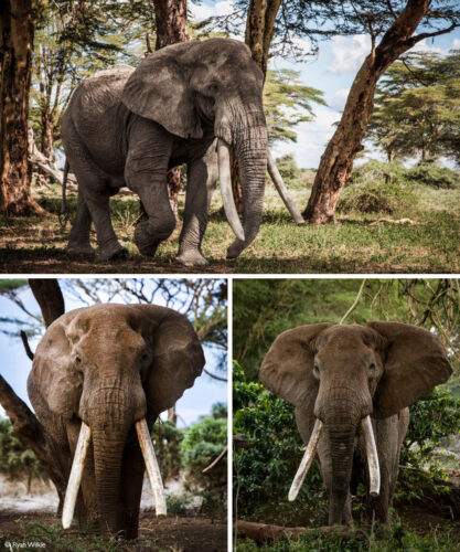Iconic Amboseli super tusker Tolstoy dies - Africa Geographic