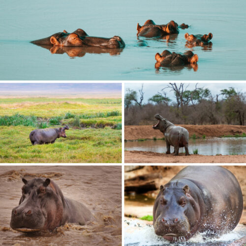 Hippopotamus - Africa Geographic