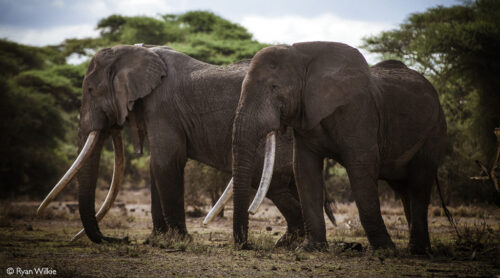 Iconic Amboseli super tusker Tolstoy dies - Africa Geographic