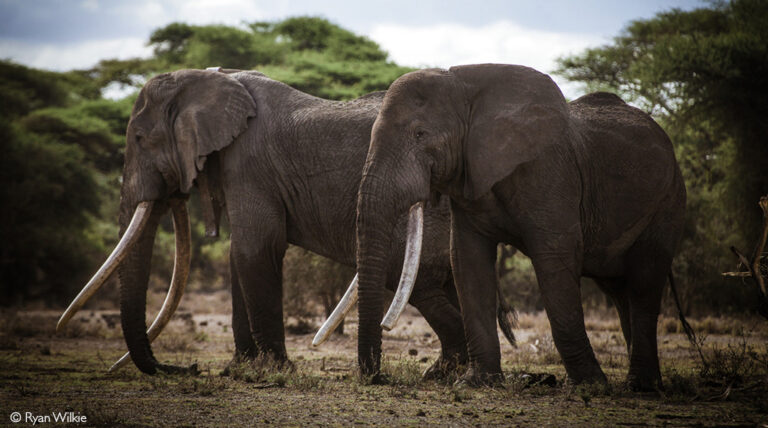 Iconic Amboseli super tusker Tolstoy dies - Africa Geographic