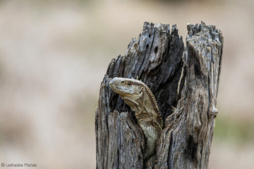 Photographer of the Year 2022 Weekly Selection: Week 12 - Africa Geographic