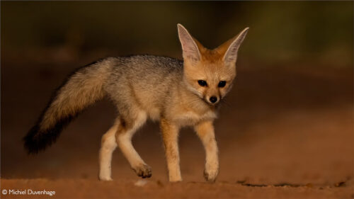 Photographer of the Year 2022 Weekly Selection: Week 9 - Africa Geographic
