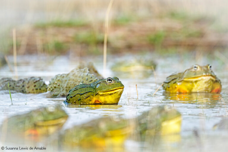 Photographer of the Year 2022 Weekly Selection: Week 9 - Africa Geographic