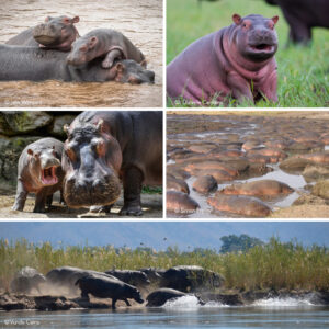 Hippopotamus - Africa Geographic