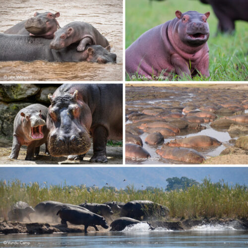 Hippopotamus - Africa Geographic