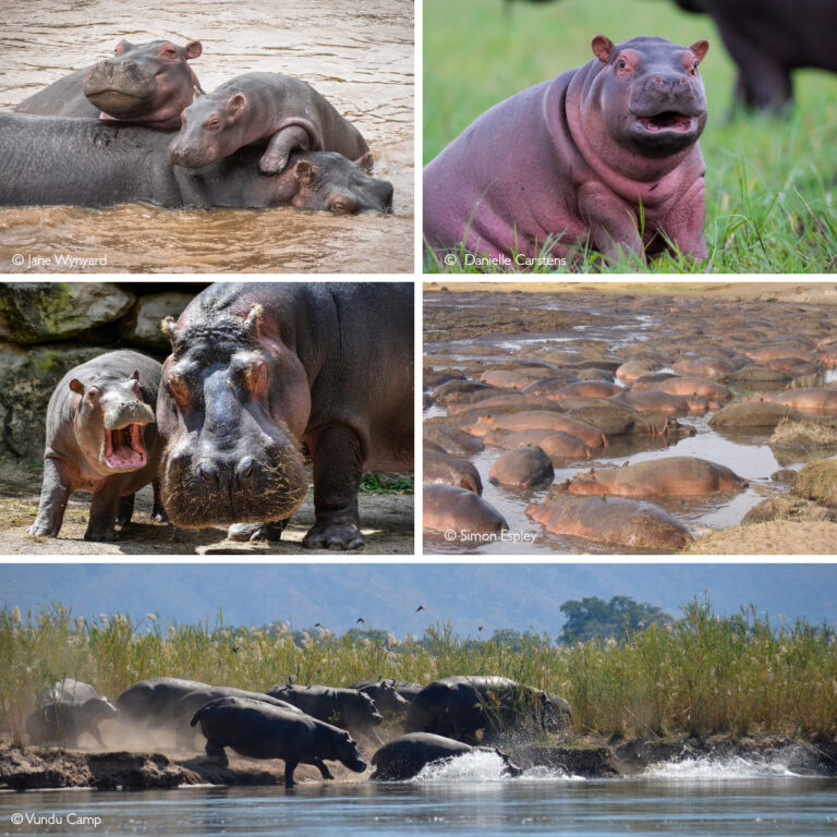 Hippopotamus - Africa Geographic