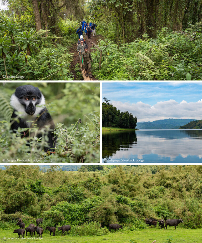 Volcanoes National Park - Africa Geographic