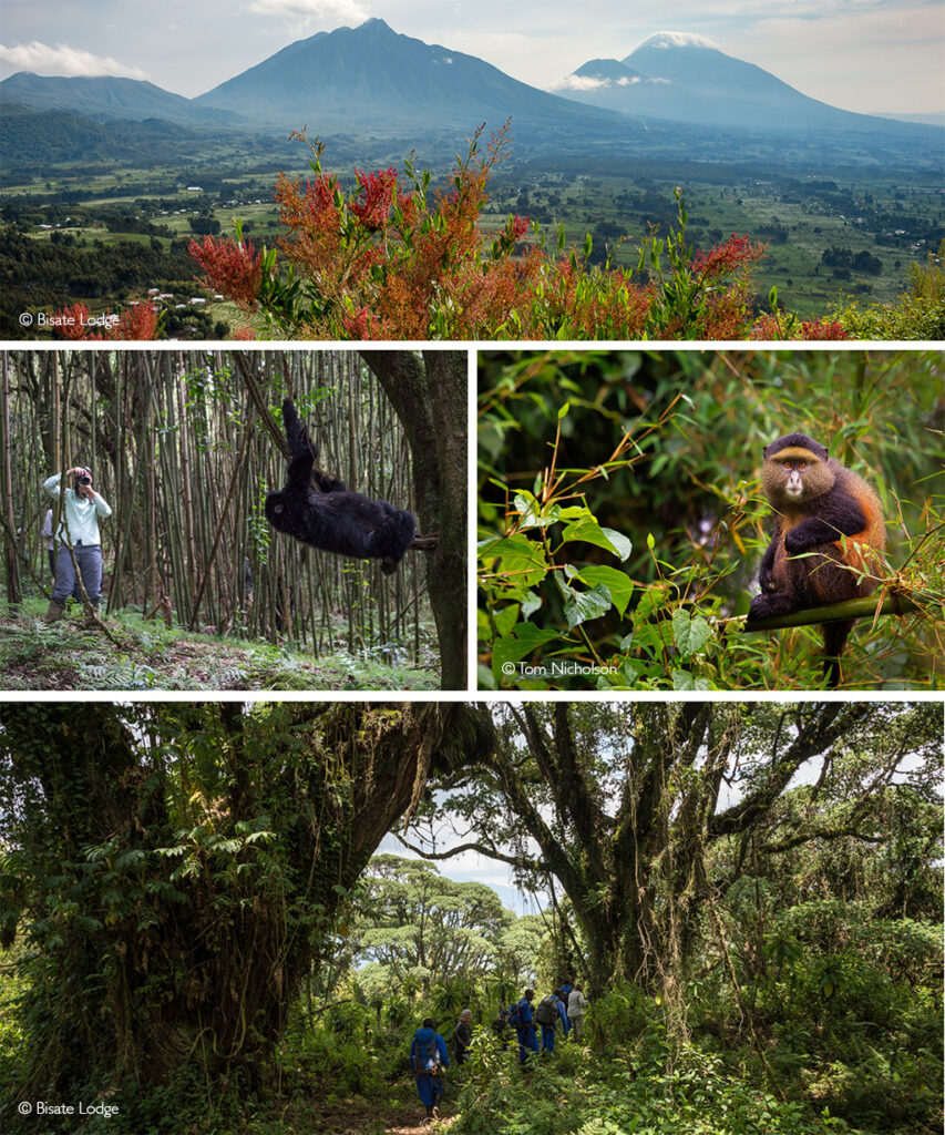 Volcanoes National Park - Africa Geographic