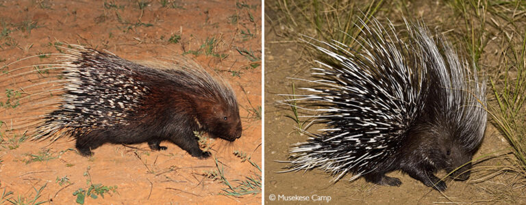 Cape porcupine - Africa Geographic