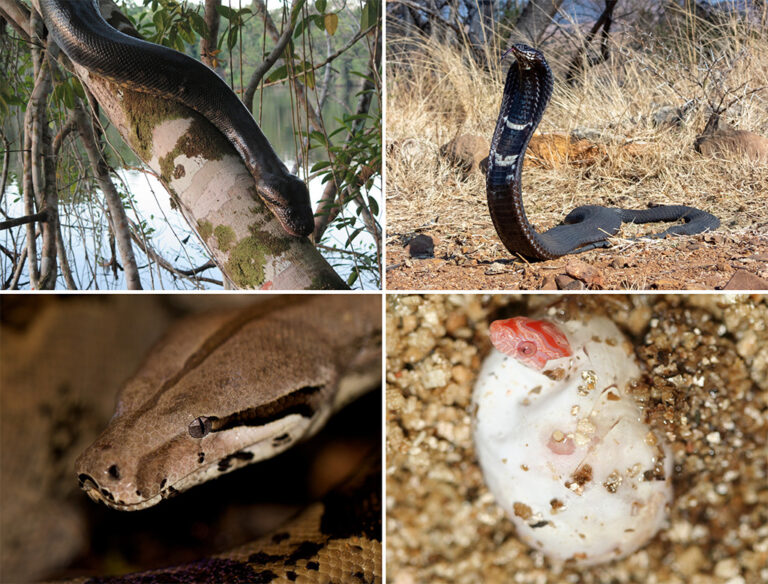 Snakes - everything you need to know - Africa Geographic