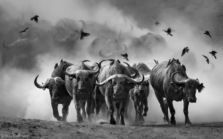 Photographer of the Year 2022 Winners - Africa Geographic