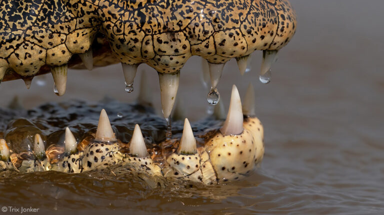 Photographer of the Year 2022 Top 101 - Gallery 1 - Africa Geographic