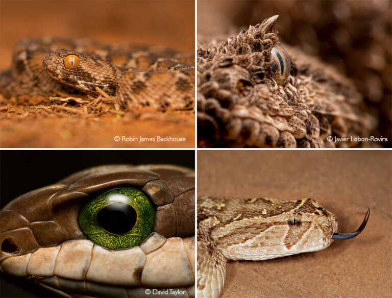 Snakes - everything you need to know - Africa Geographic