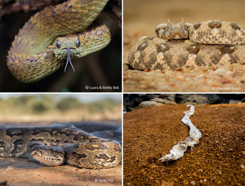 Snakes - everything you need to know - Africa Geographic