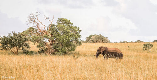 One-stop bush and beach safari - Africa Geographic