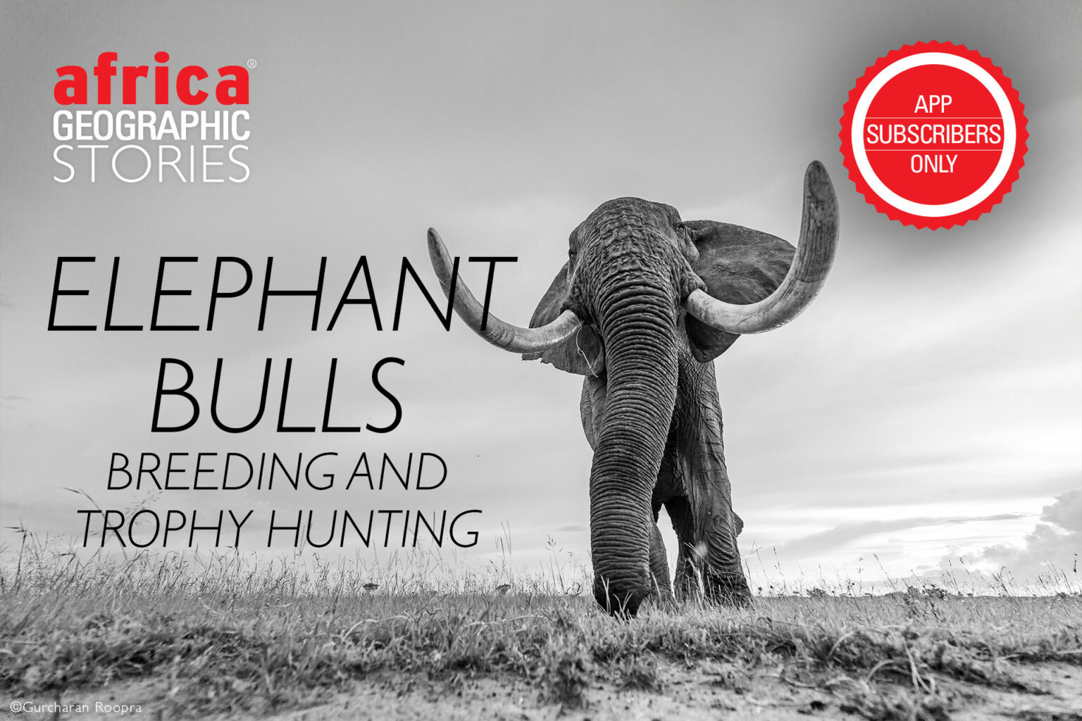 Hyenas eat baby elephant while its mother watches helplessly – both ...