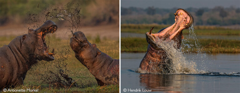 Hippopotamus - Africa Geographic