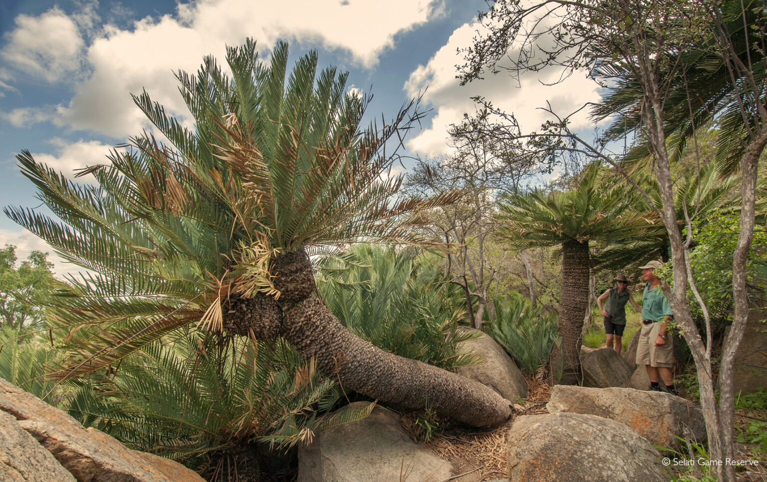 Selati Game Reserve - Africa Geographic