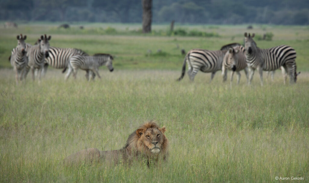Healing in Hwange - Africa Geographic