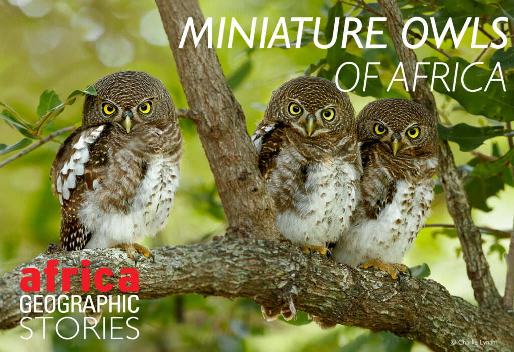 The miniature owls of Africa - Africa Geographic