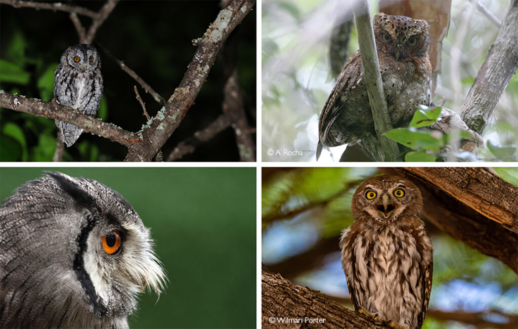 The miniature owls of Africa - Africa Geographic